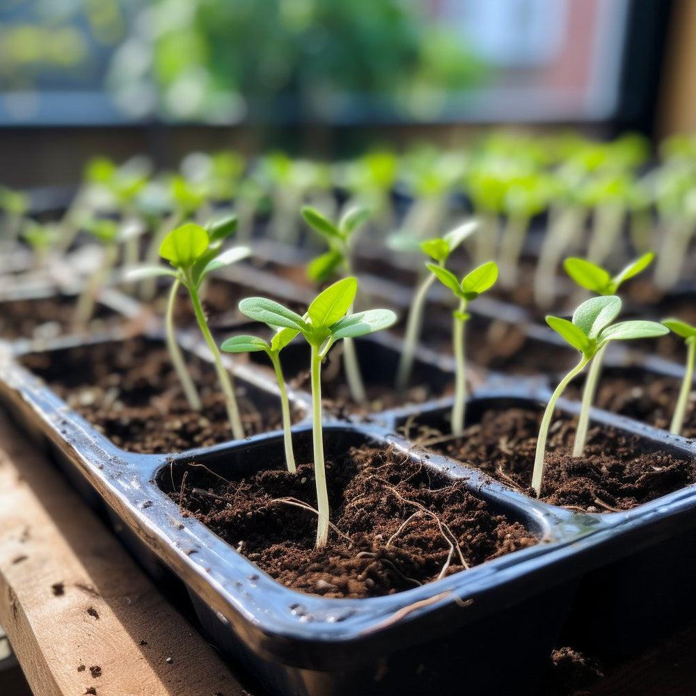 The Ultimate Guide to Mastering Seedlings And Propagation