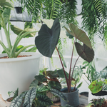 Premier Garden Supplies and Hydroponics Shop | Green Genius